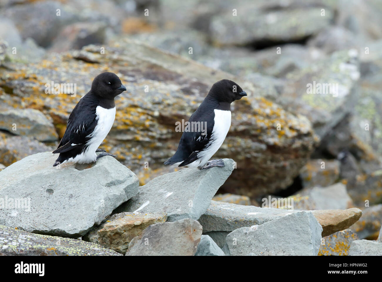 Little Auk - Longyearbyen, Svalbard Stock Photo - Alamy