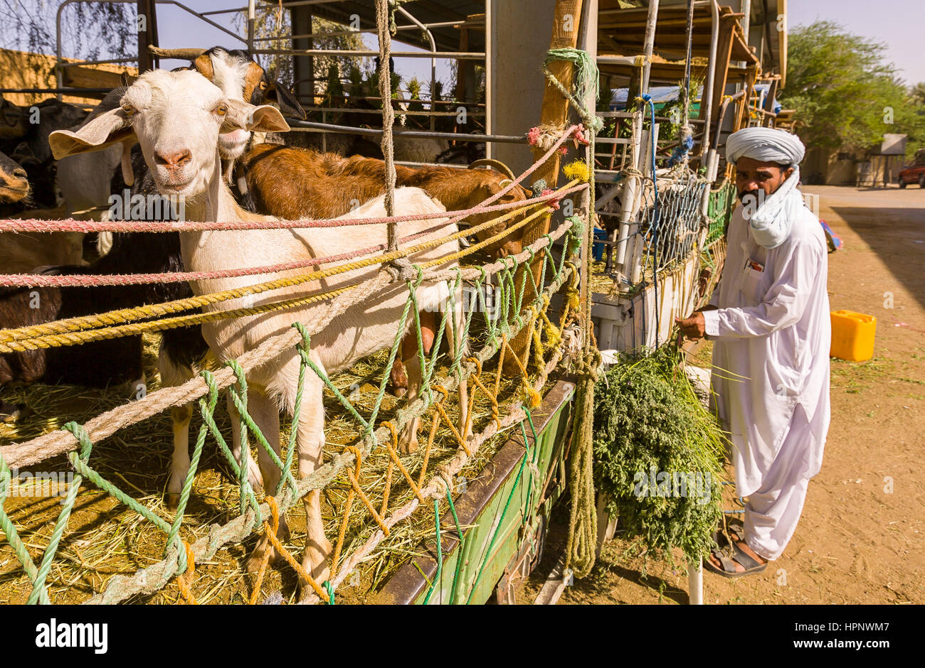 AL AIN, UNITED ARAB EMIRATES - Men tending goats in livestock market ...