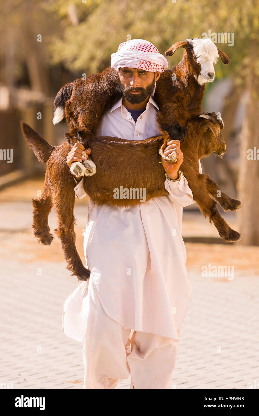 AL AIN, UNITED ARAB EMIRATES - Man carries goats to slaughterhouse, at ...