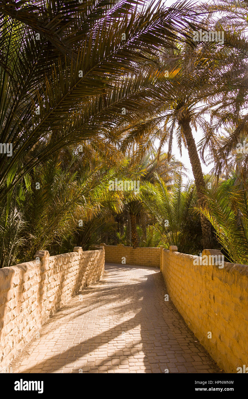 AL AIN, UNITED ARAB EMIRATES - Path through date palm oasis Stock Photo ...
