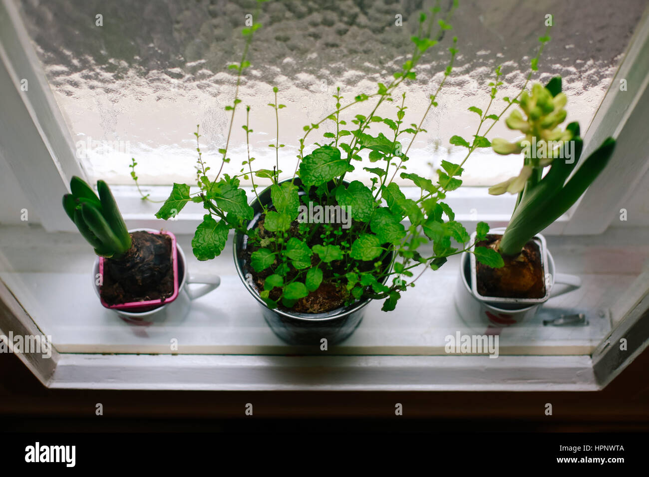 View from above on green plants and flowers in pots placed in between ...
