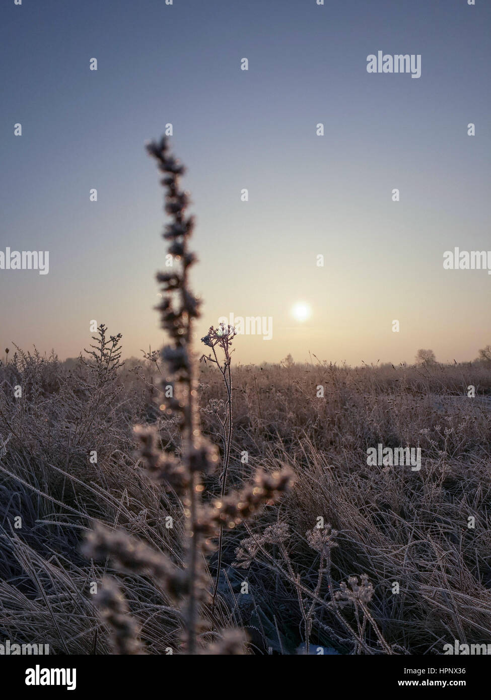 Soft winter sunrise through the frozen withered herbs Stock Photo - Alamy