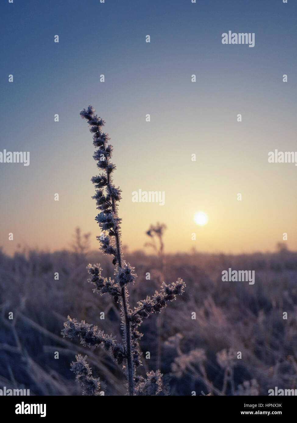 Soft winter sunrise through the frozen withered herbs Stock Photo - Alamy