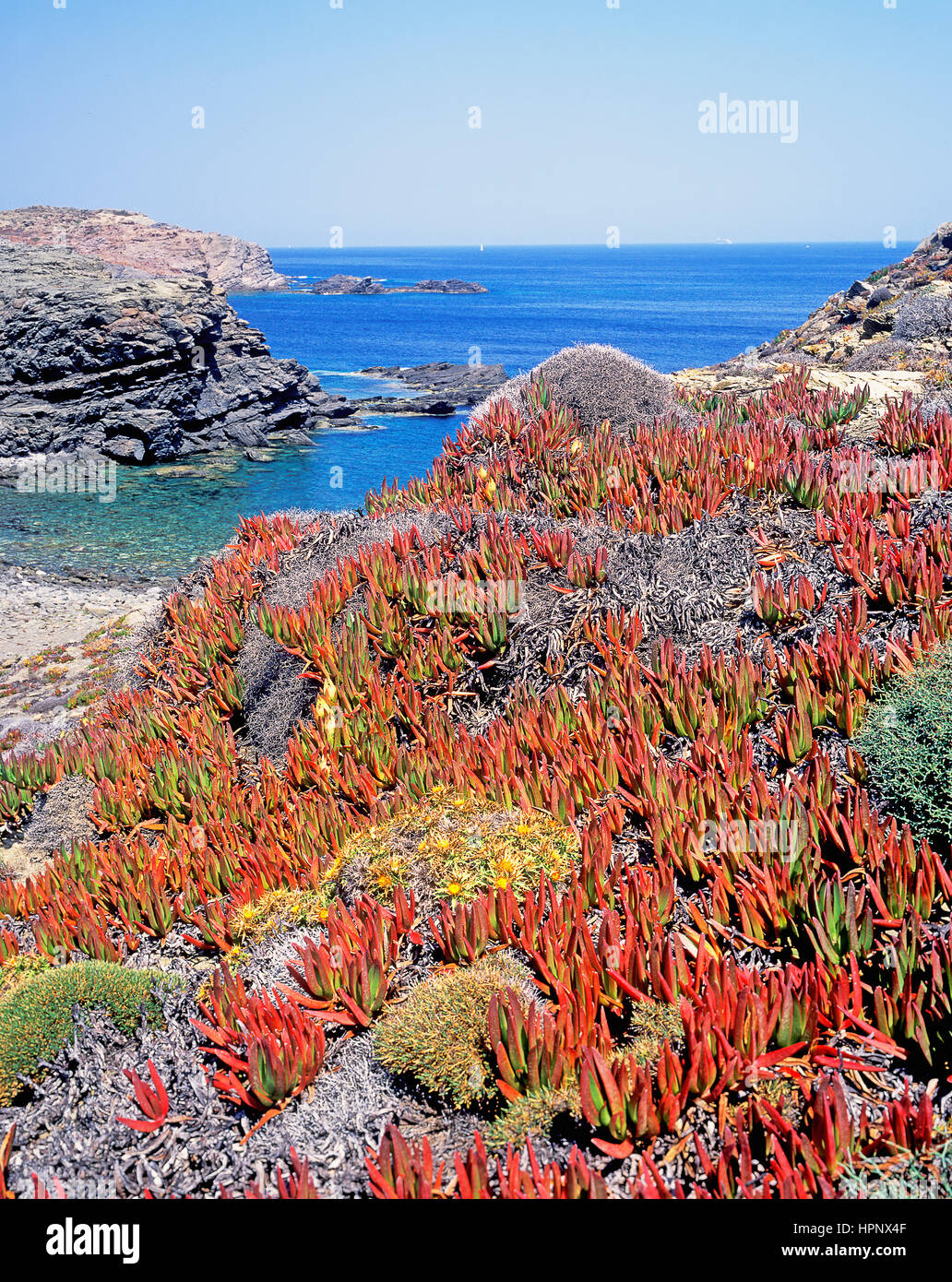 Balearic flora hi-res stock photography and images - Alamy
