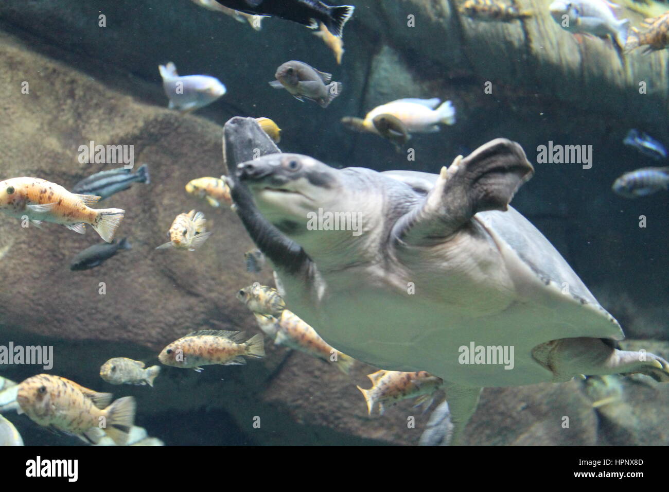 Fly river turtle hi-res stock photography and images - Alamy