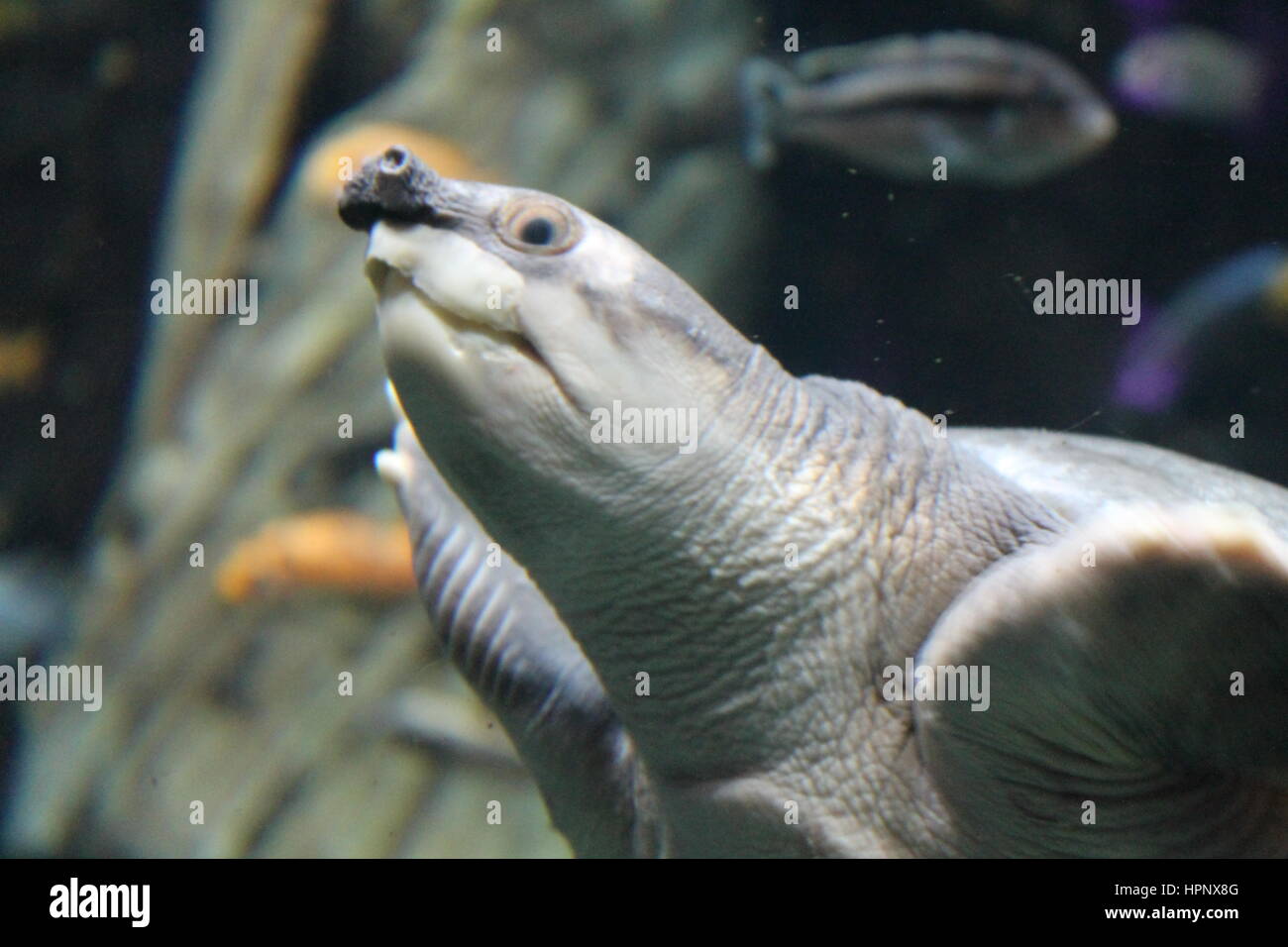 Fly river turtle hi-res stock photography and images - Alamy