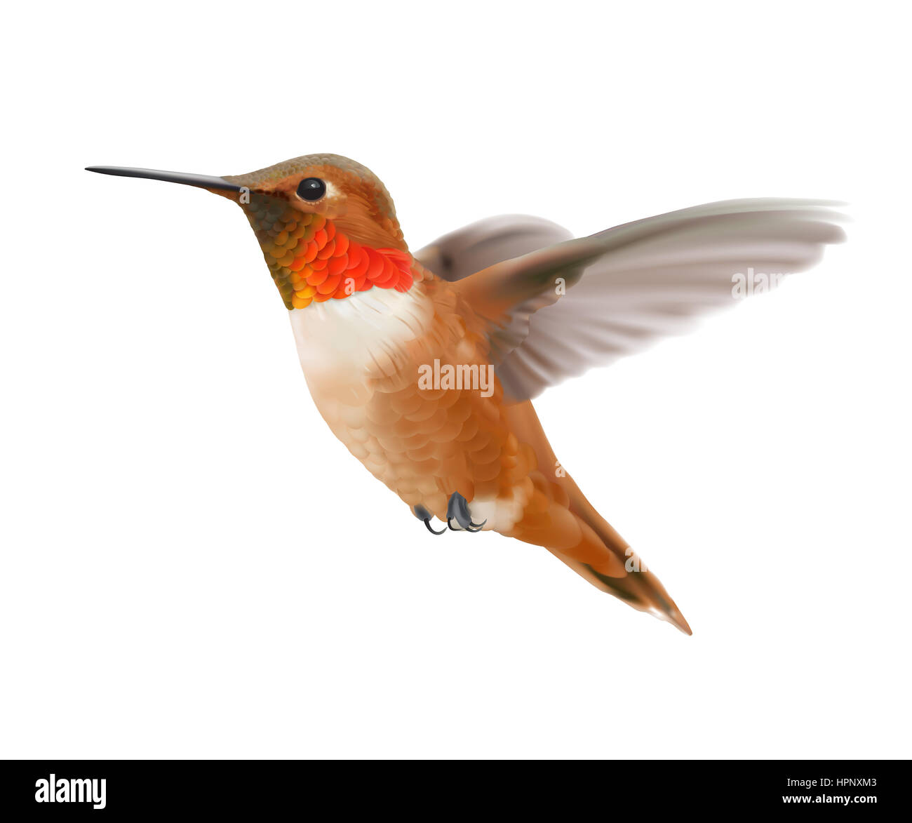 Flying Rufous Hummingbird - Selasphorus rufus. Digital illustration of ...