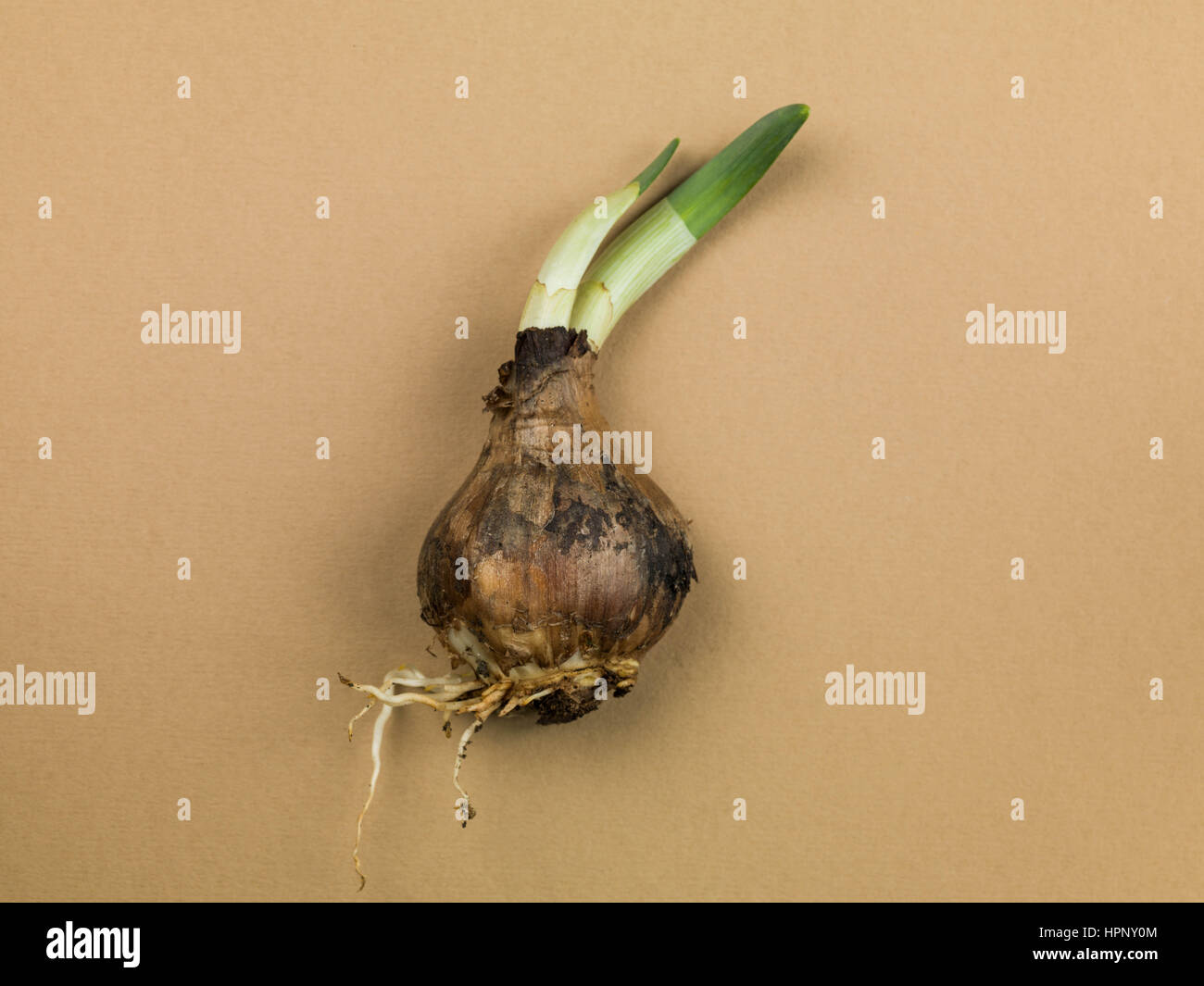 Shoots of growth hi-res stock photography and images - Alamy