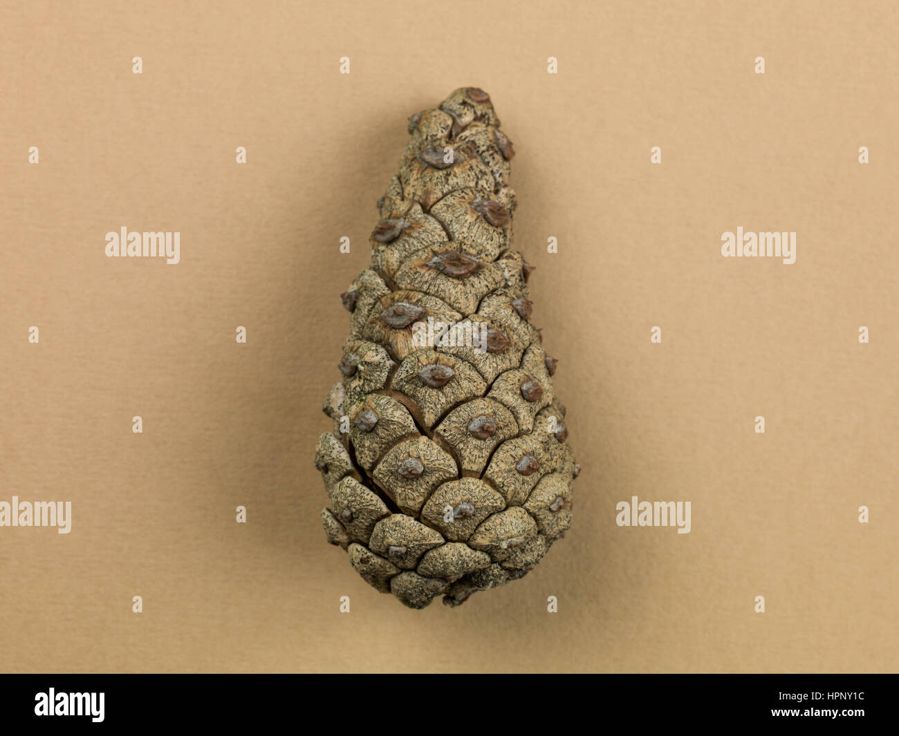 Dried cone hi-res stock photography and images - Alamy