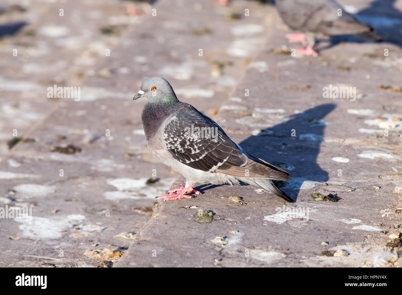 Pigeon Muck High Resolution Stock Photography and Images - Alamy