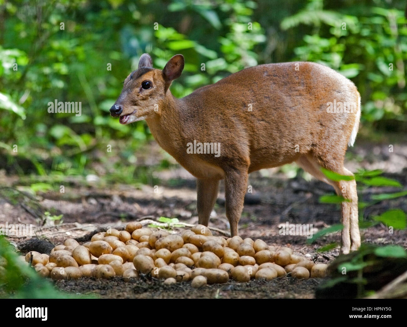 Muntjac deer feeding hi-res stock photography and images - Alamy