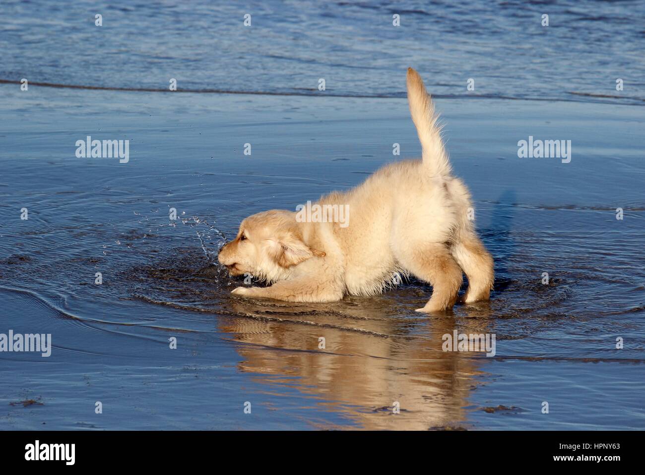 A playful yellow labrador retriever puppy at the beach Stock Photo - Alamy