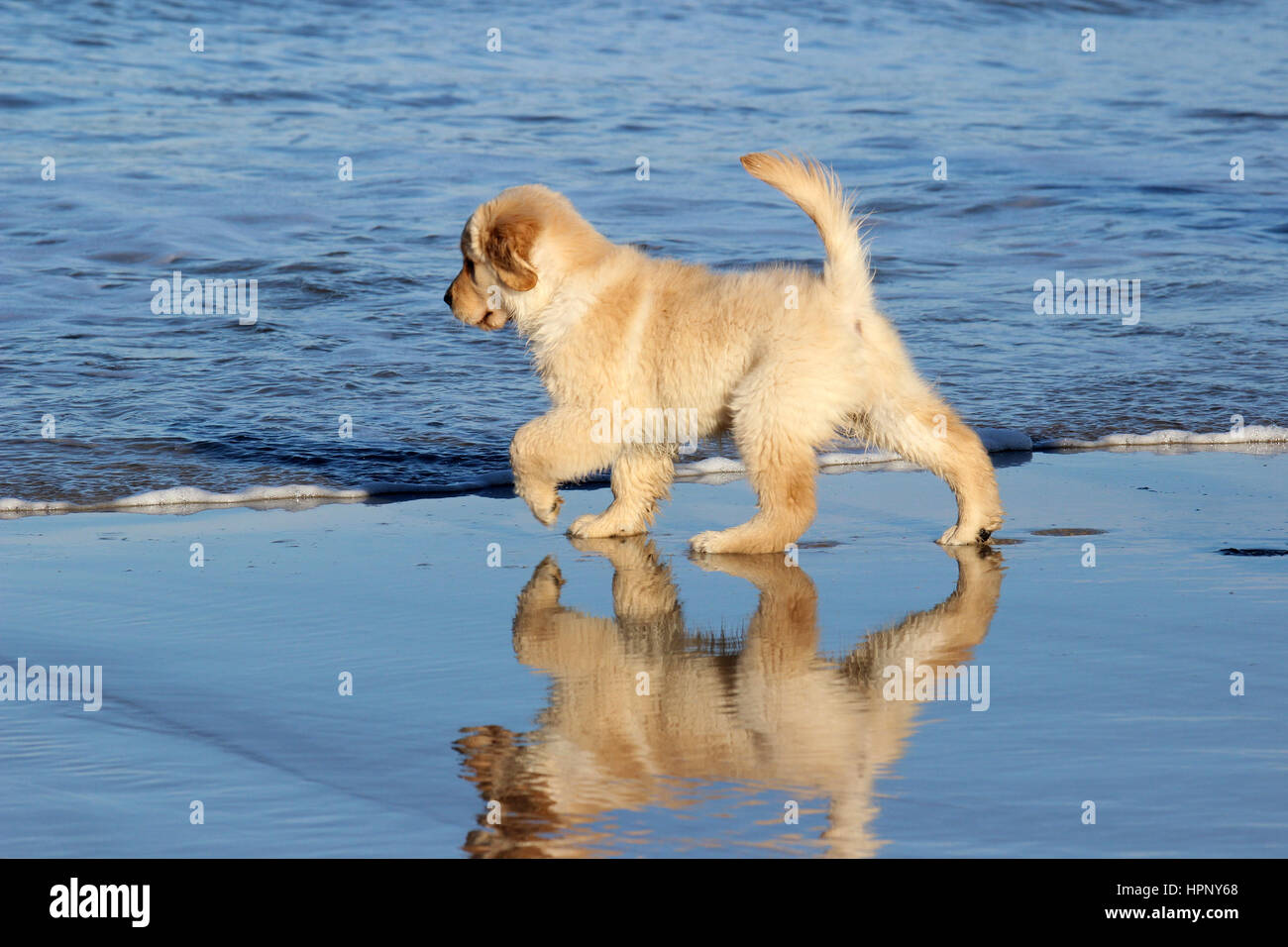 A playful yellow labrador retriever puppy at the beach Stock Photo - Alamy