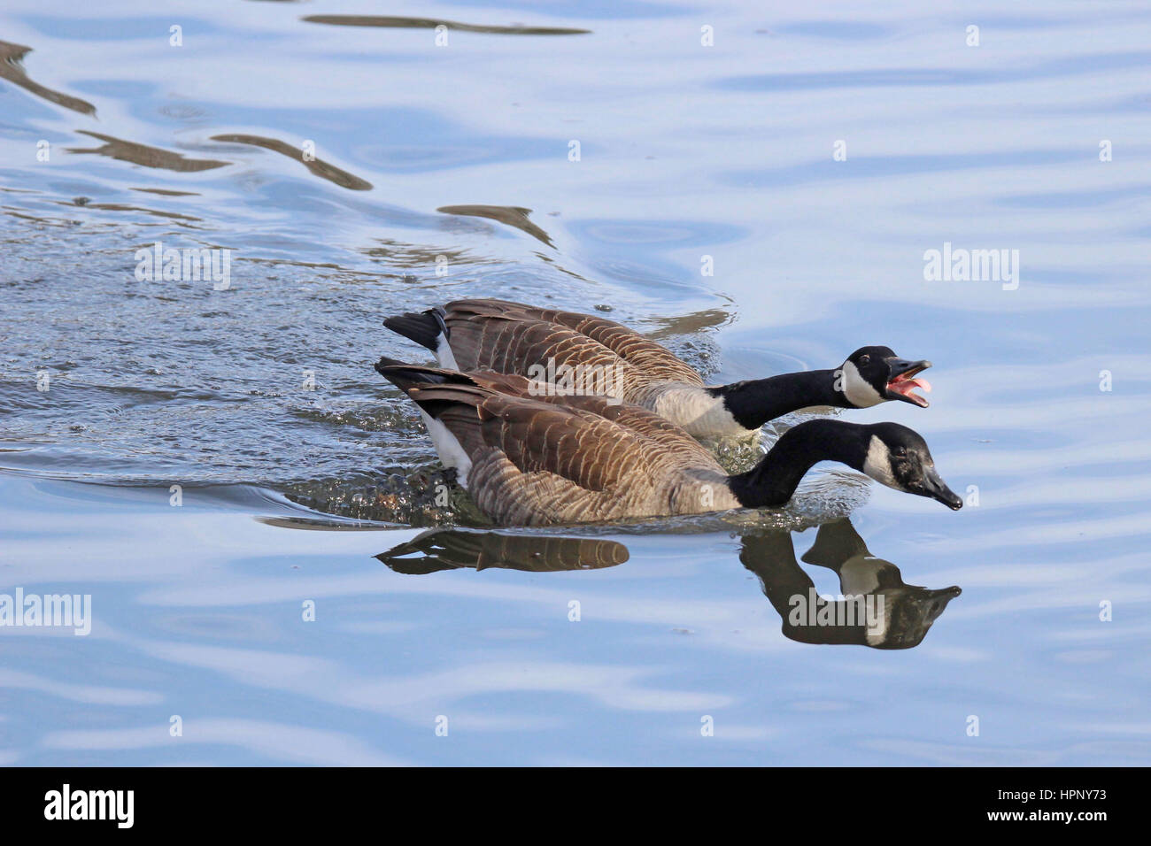 Two geese defending hi-res stock photography and images - Alamy