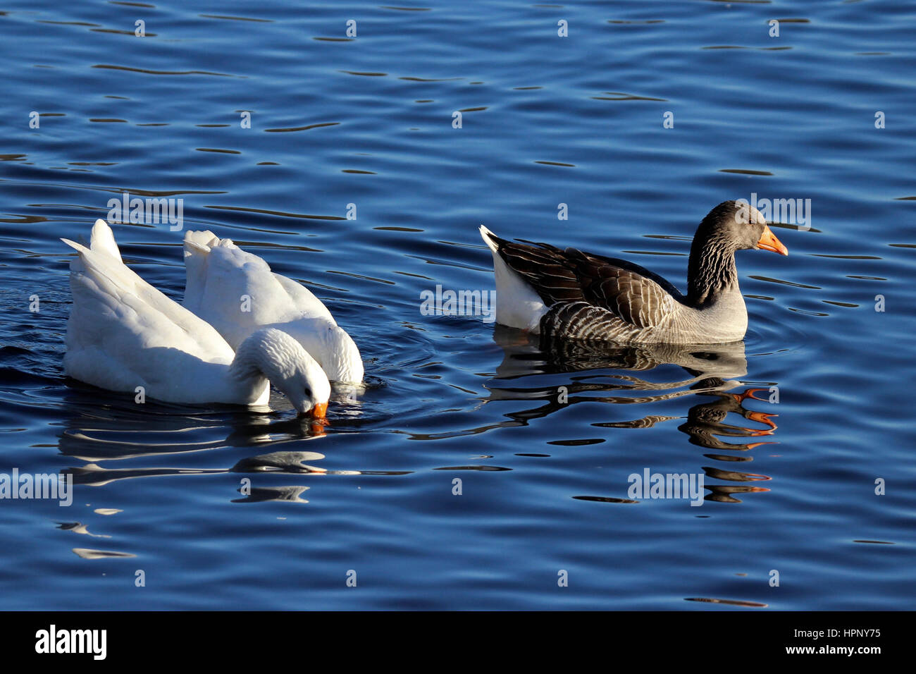 Different varieties of Toulouse Goose swimming on a lake Stock Photo ...
