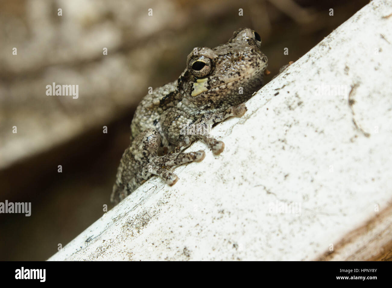 Tiny Tree Frog on Rail Landscape Style Stock Photo - Alamy