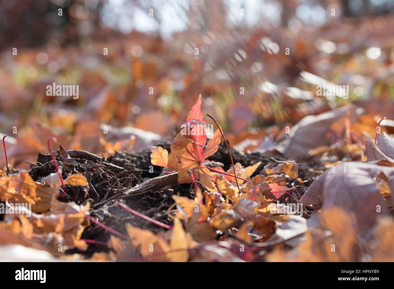 Yard autumn leaves light hi-res stock photography and images - Alamy