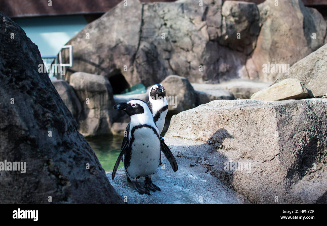 Colorfulbirds hi-res stock photography and images - Alamy