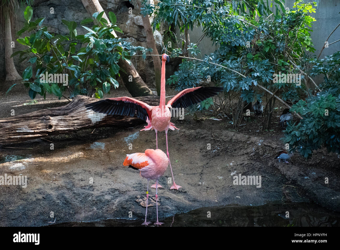 Colorfulbirds hi-res stock photography and images - Alamy