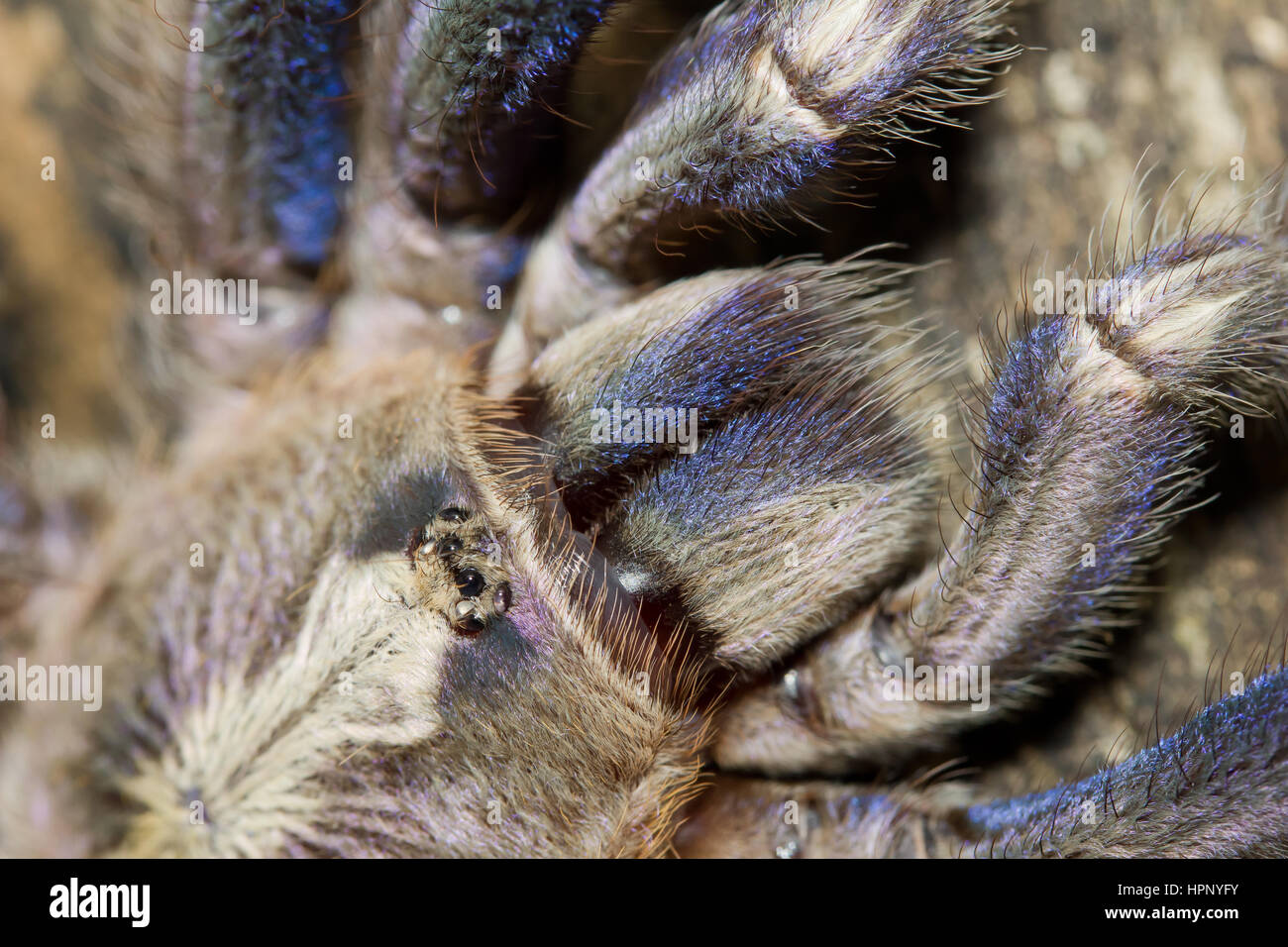 Baby Gooty Sapphire Ornamental Tree Spider