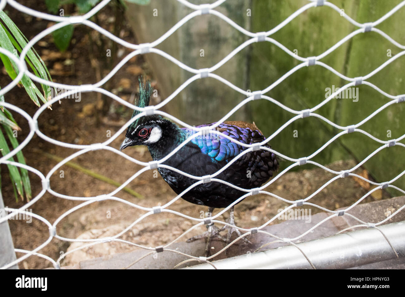 Colorfulbirds hi-res stock photography and images - Alamy