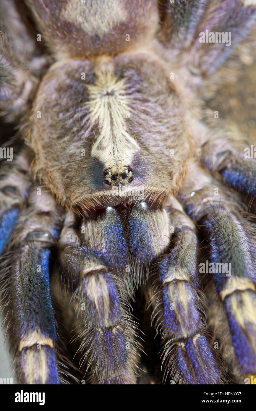 Gooty Ornamental Tarantula