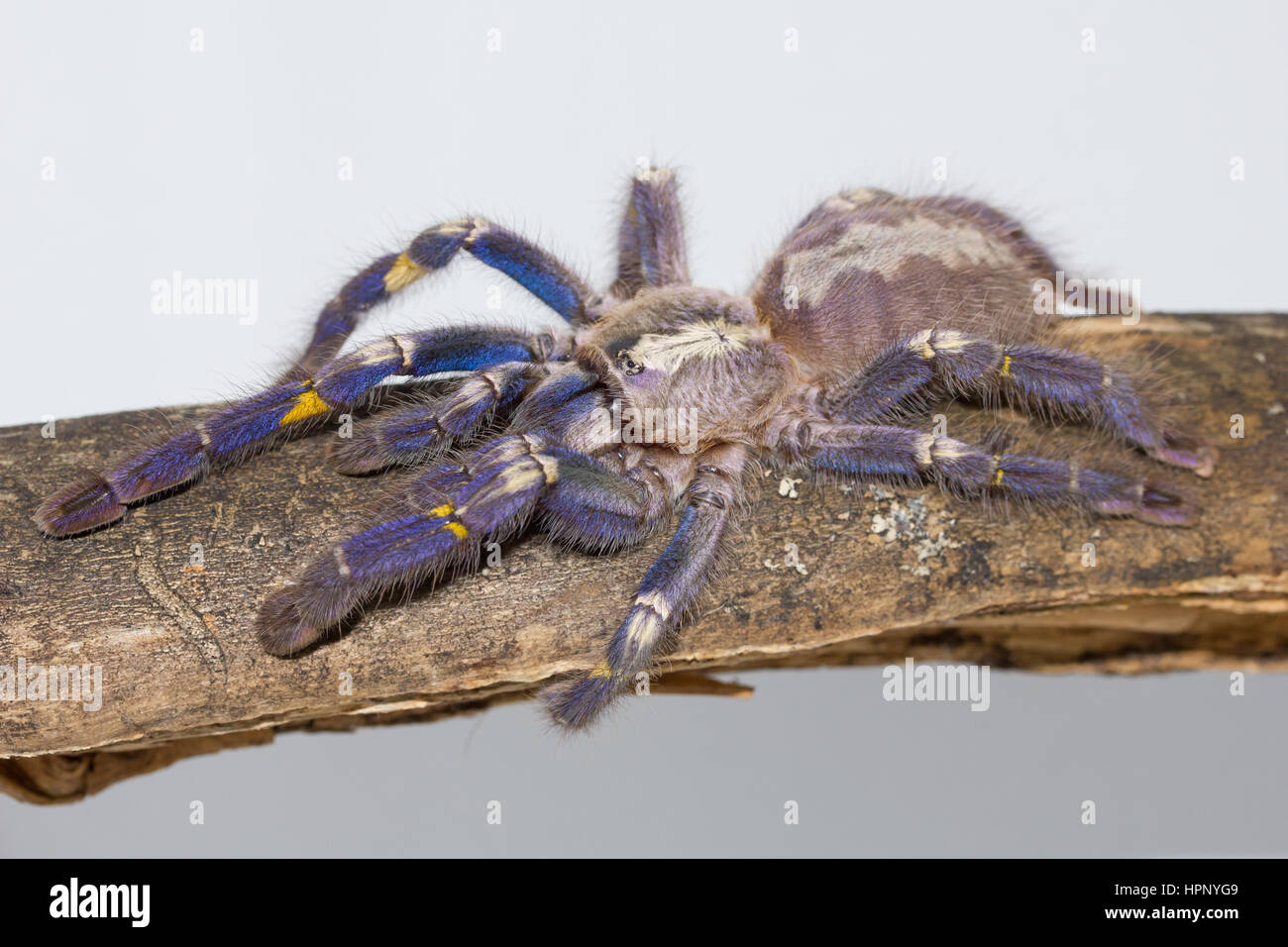 Gooty sapphire tarantula Stock Photo - Alamy