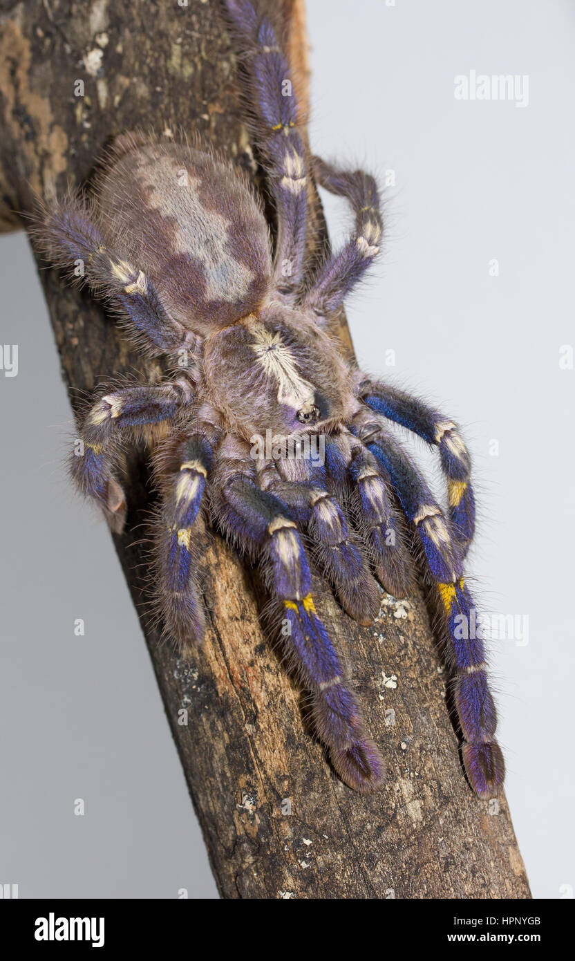 Tarantula poecilotheria hi-res stock photography and images - Alamy