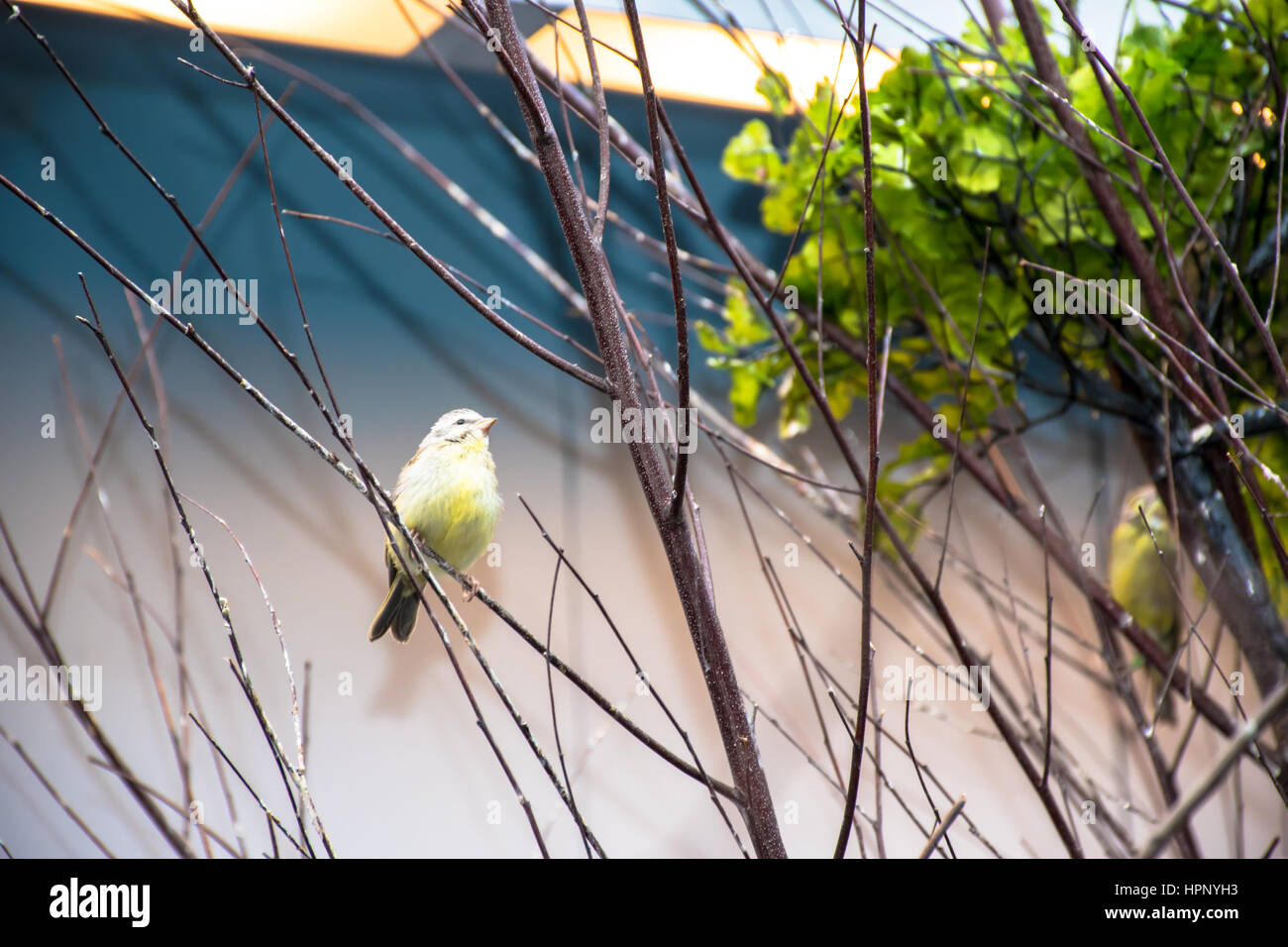 Colorfulbirds hi-res stock photography and images - Alamy