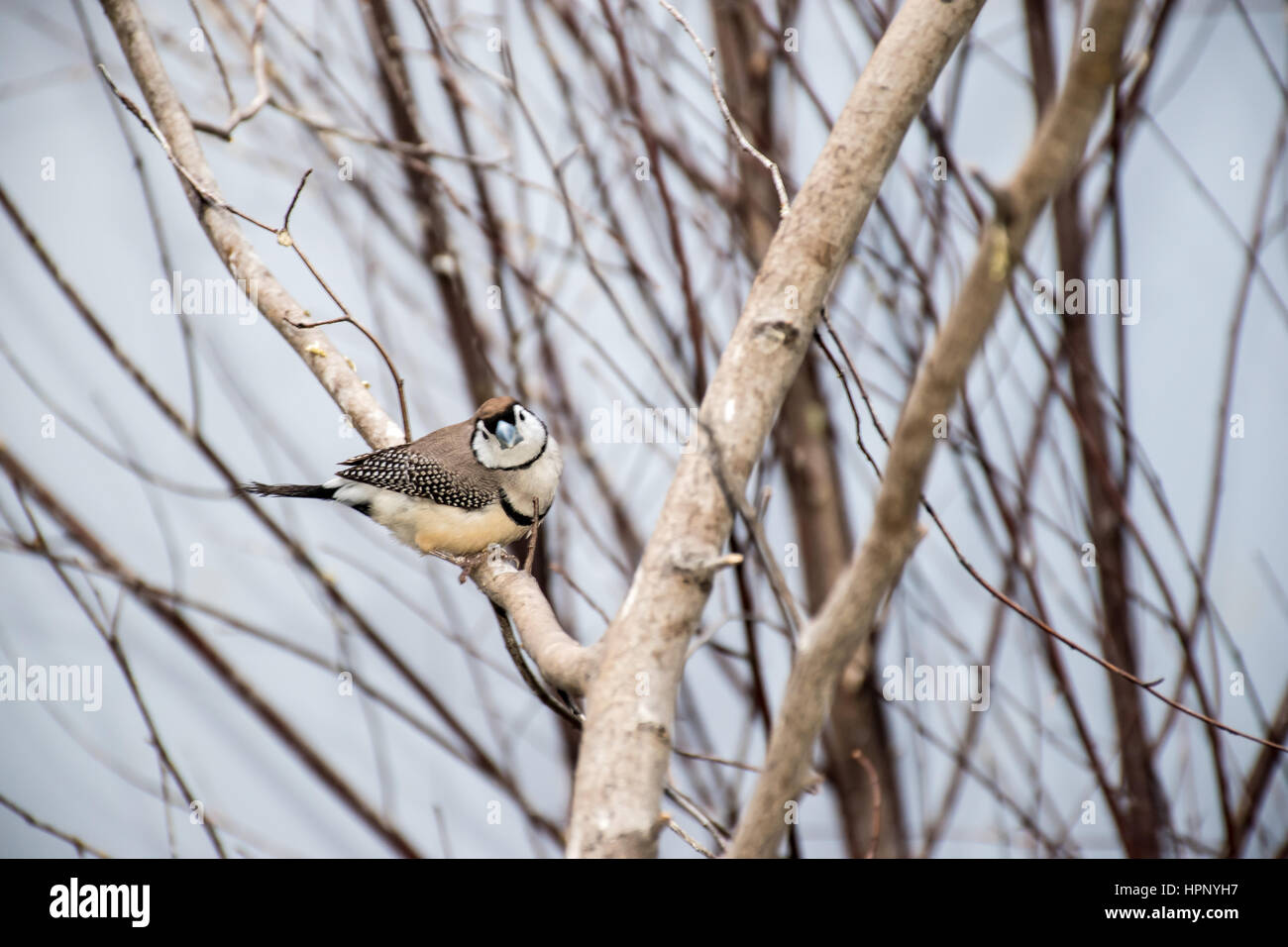 Colorfulbirds hi-res stock photography and images - Alamy