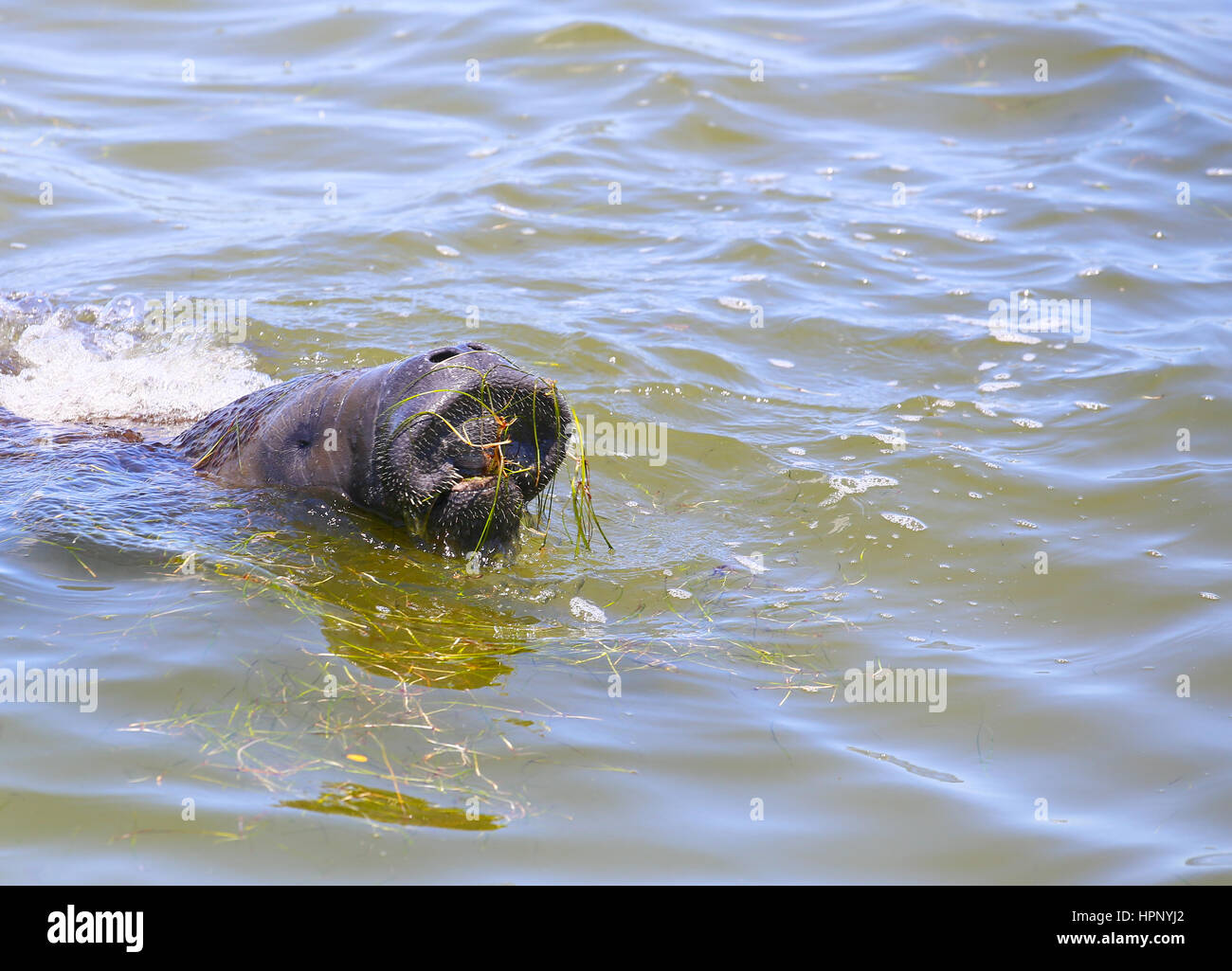 Florida manatee grazing hi-res stock photography and images - Alamy