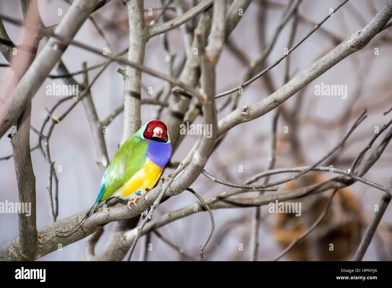 Colorfulbirds hi-res stock photography and images - Alamy