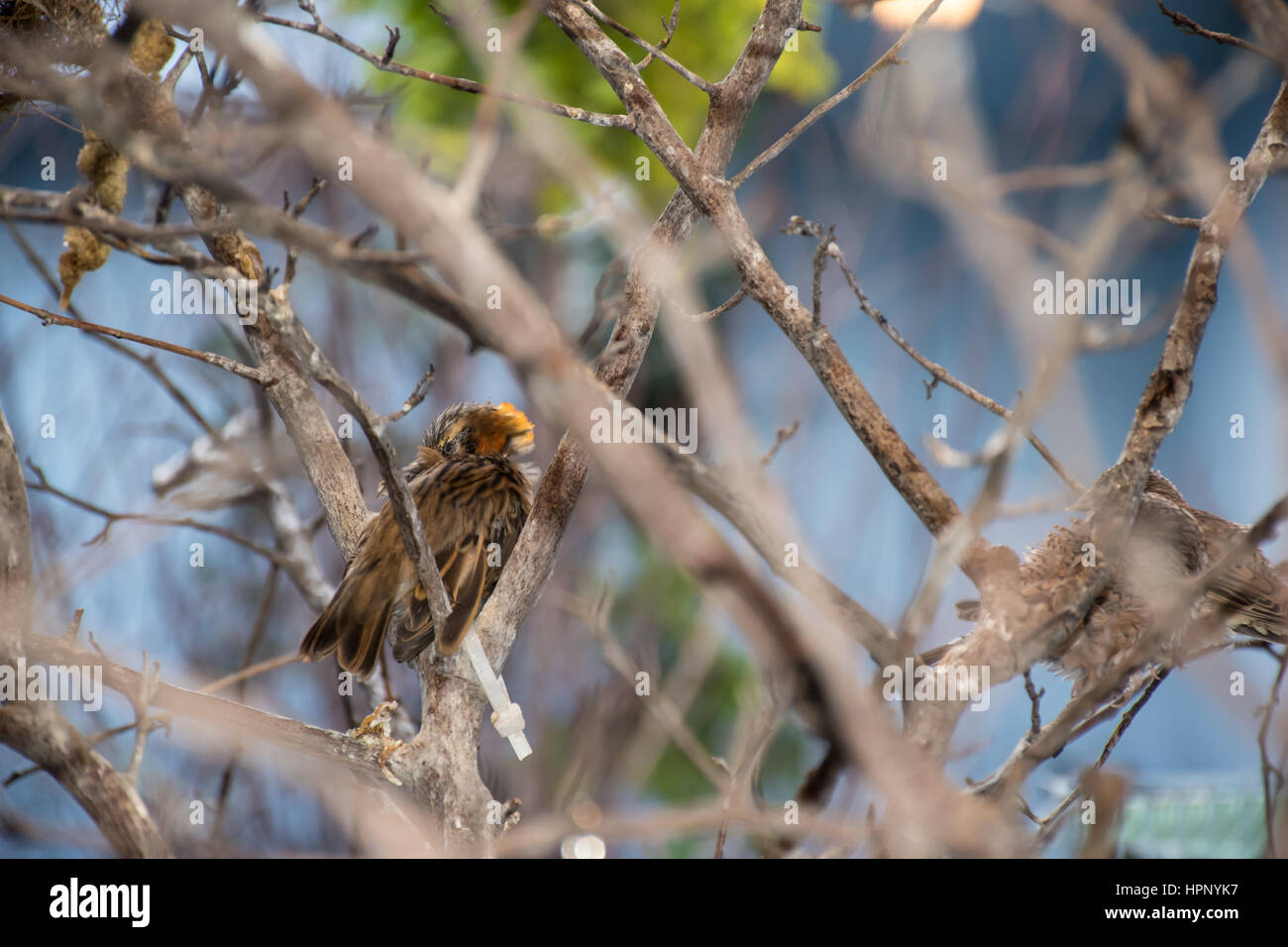 Colorfulbirds hi-res stock photography and images - Alamy