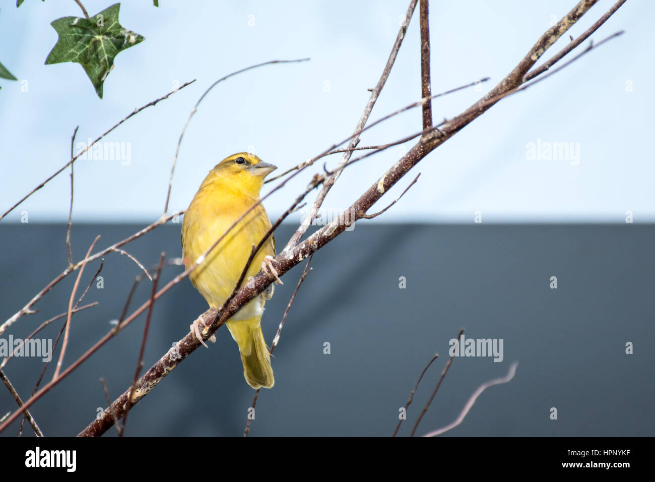 Colorfulbirds hi-res stock photography and images - Alamy