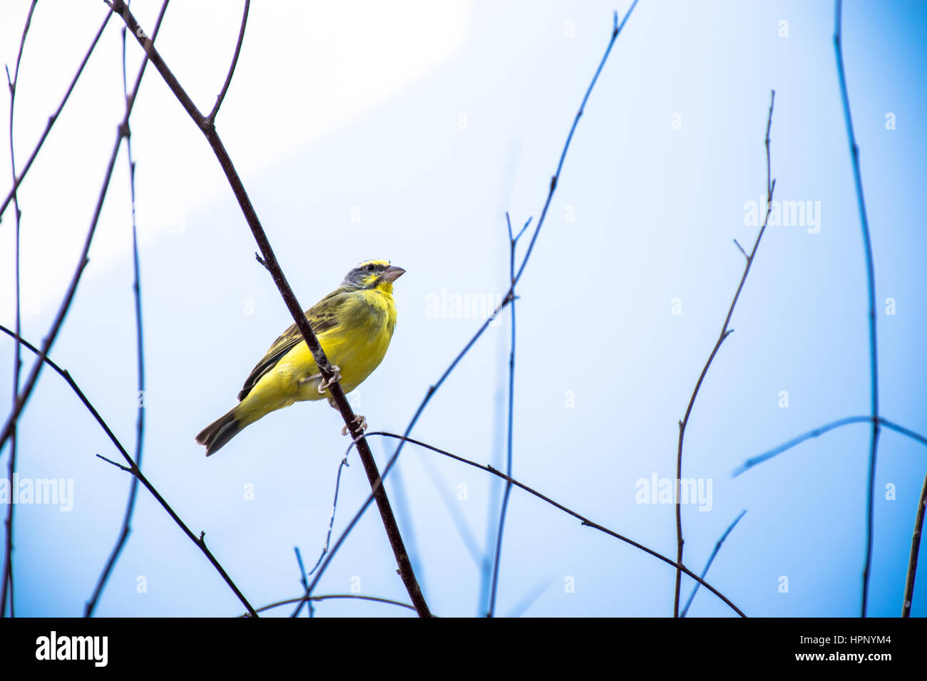 Colorfulbirds hi-res stock photography and images - Alamy