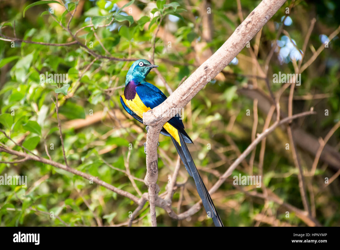 Colorfulbirds hi-res stock photography and images - Alamy