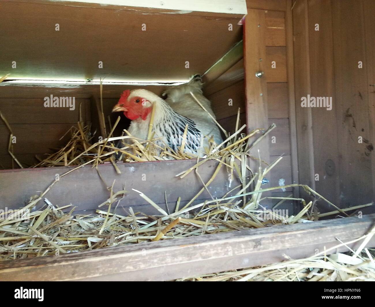 Nesting chicken hi-res stock photography and images - Alamy