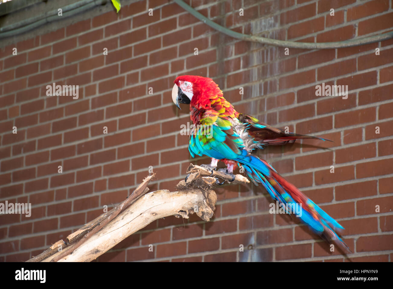 Macau birds hi-res stock photography and images - Alamy