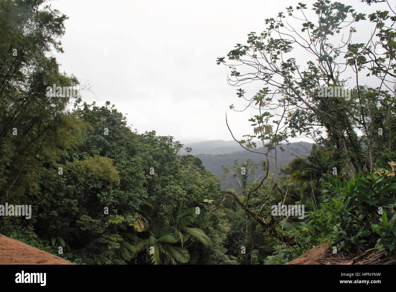 Jungle overlook hi-res stock photography and images - Alamy