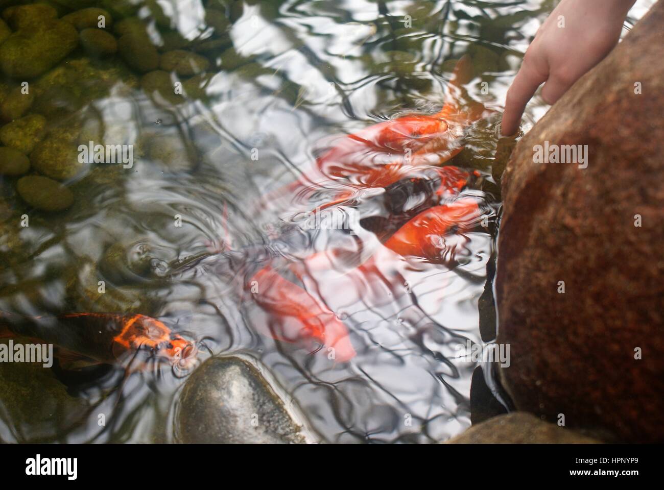 Touching fish pond hi-res stock photography and images - Alamy