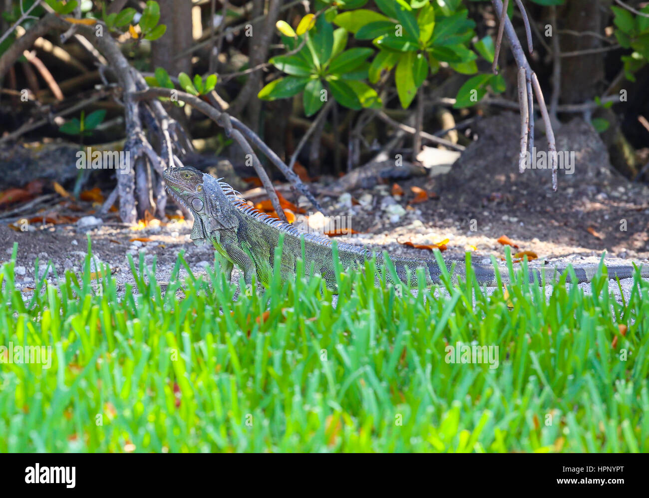 A green iguana in Key West, Florida, USA with green grass in front and ...