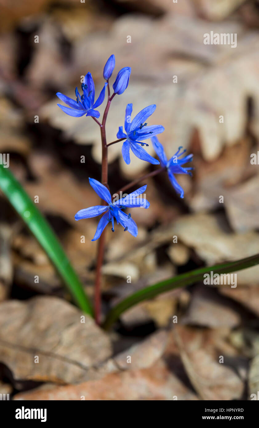 Beautiful blue squill closeup Stock Photo - Alamy