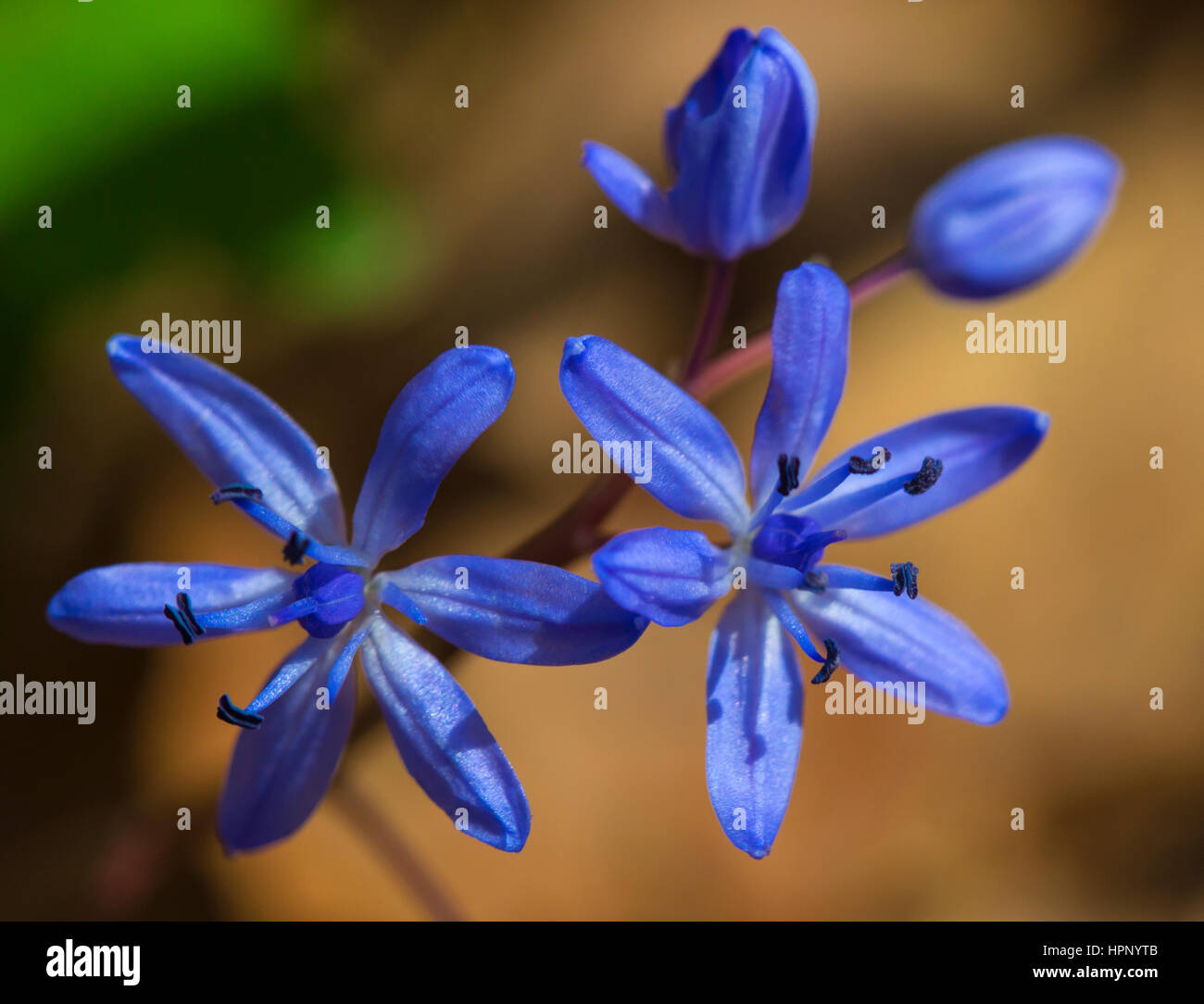 Beautiful blue squill closeup Stock Photo - Alamy