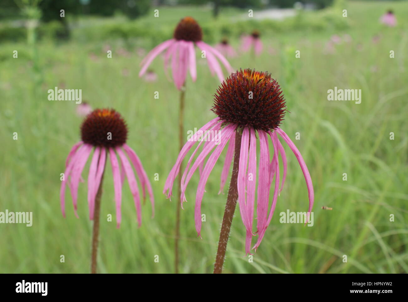 Prairie Cone Flowers Stock Photo - Alamy
