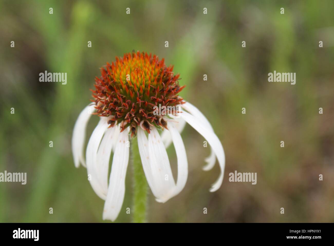 White cone flower hi-res stock photography and images - Alamy