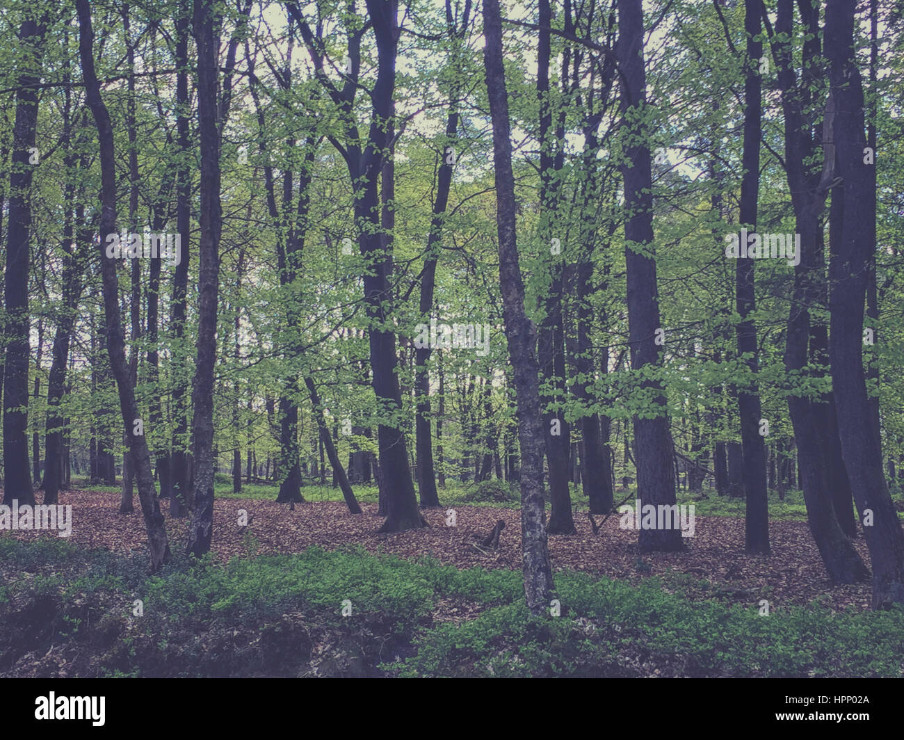 Trees in a forest standing tall Stock Photo - Alamy