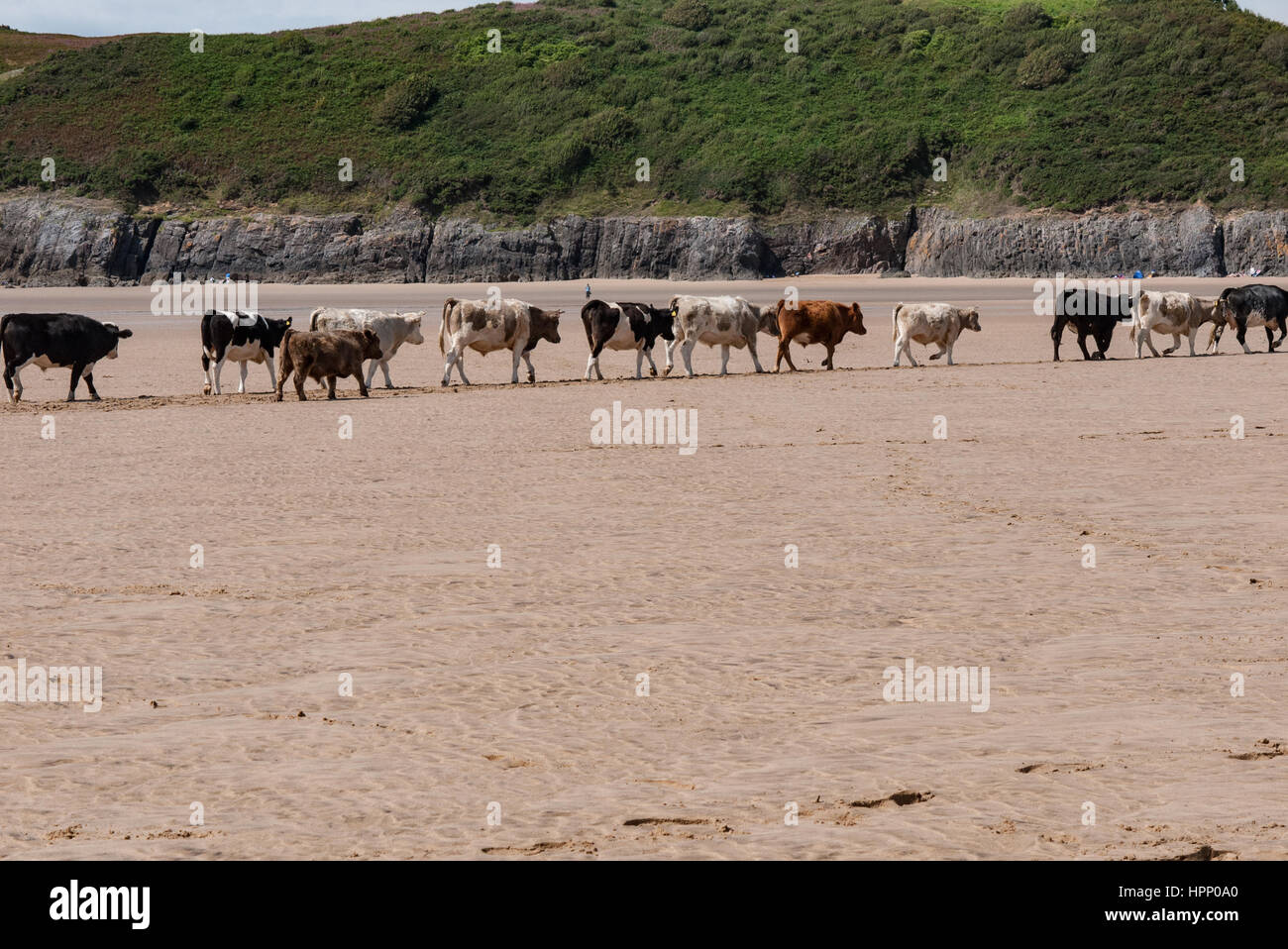 Cow walking on beach hi-res stock photography and images - Alamy