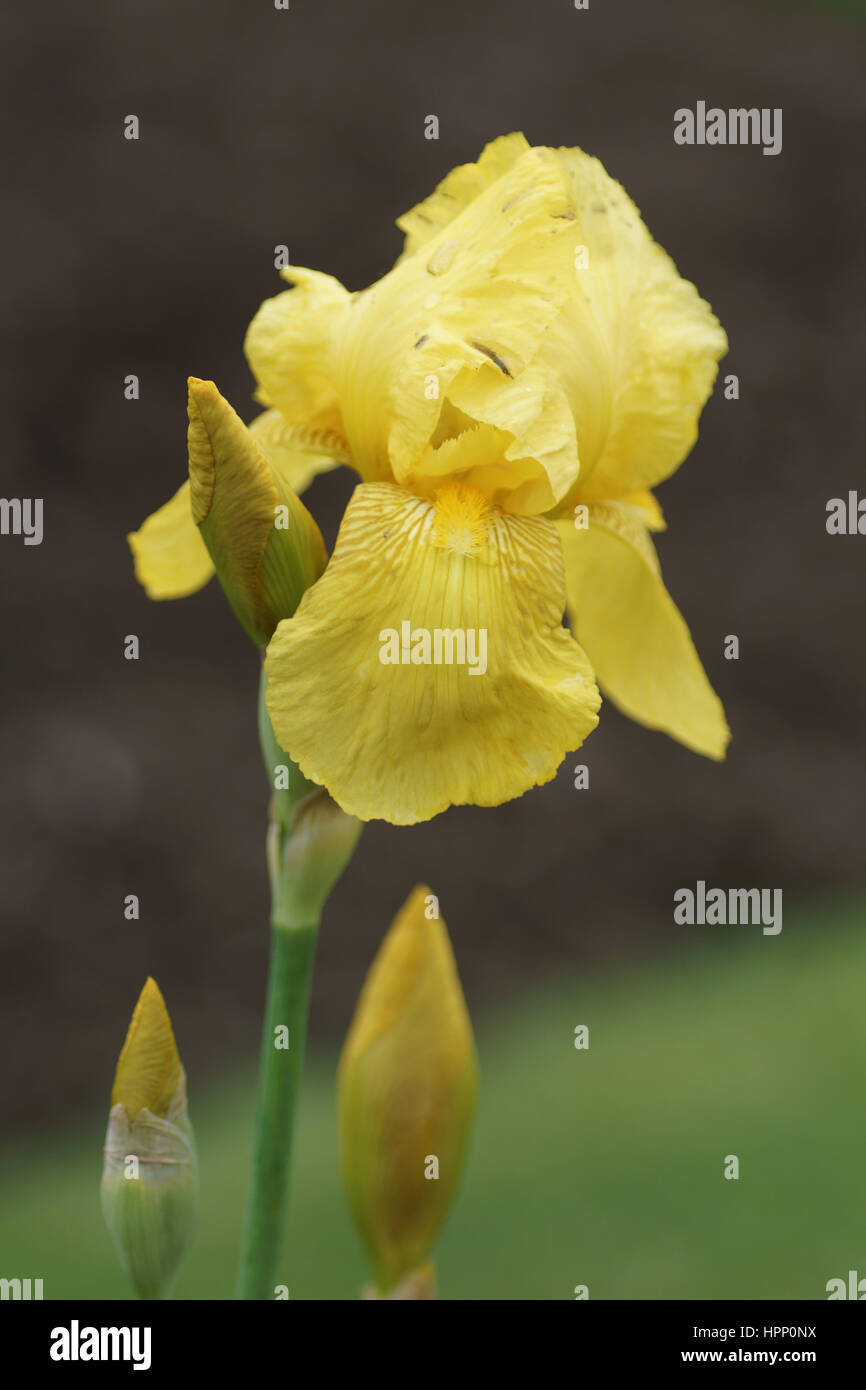 Gold Iris Flower High Resolution Stock Photography and Images - Alamy
