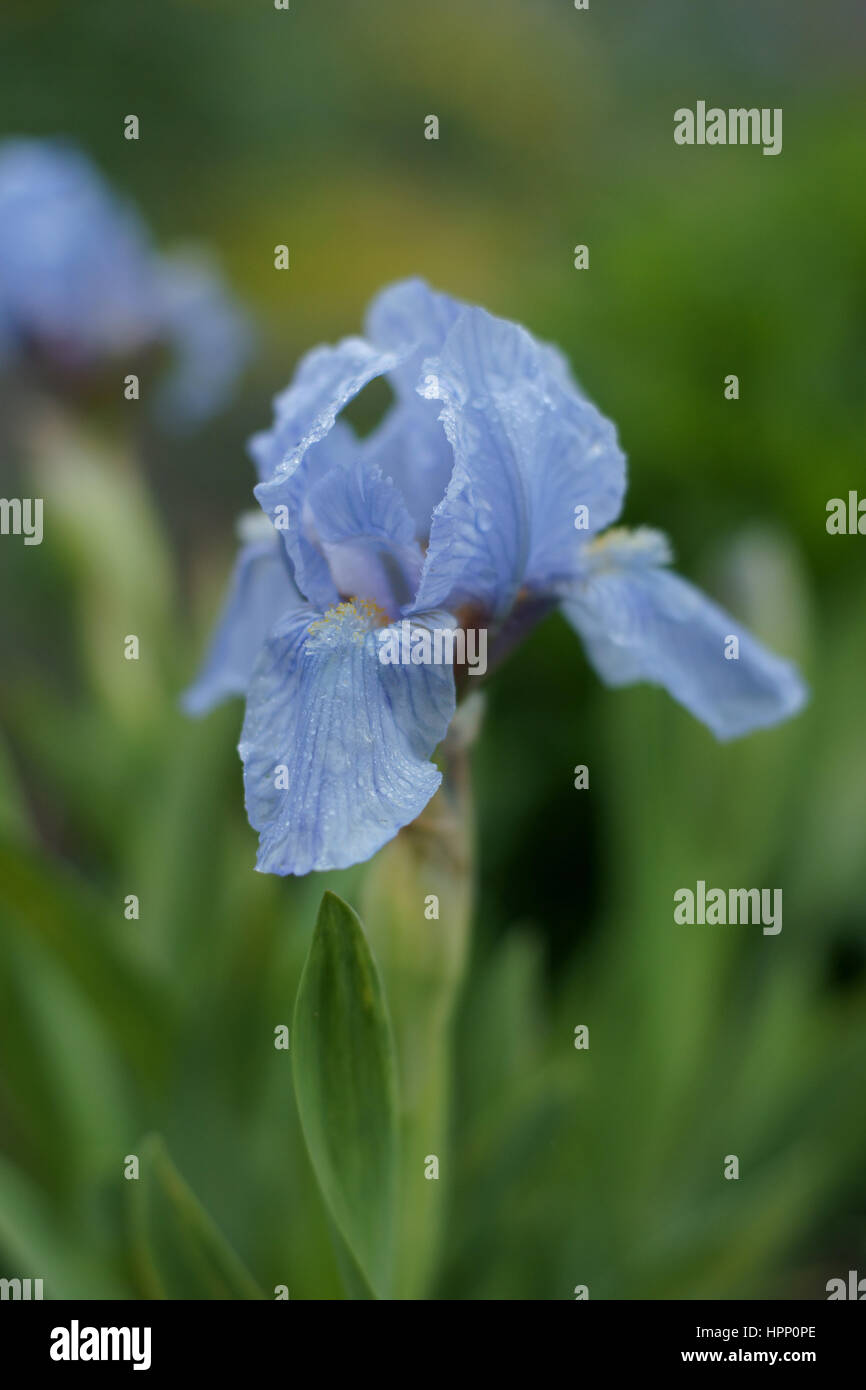 Iris 'Blue Denim' Stock Photo - Alamy
