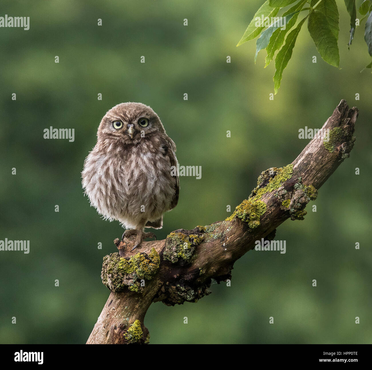juvenile little owl sat on a branch Stock Photo - Alamy